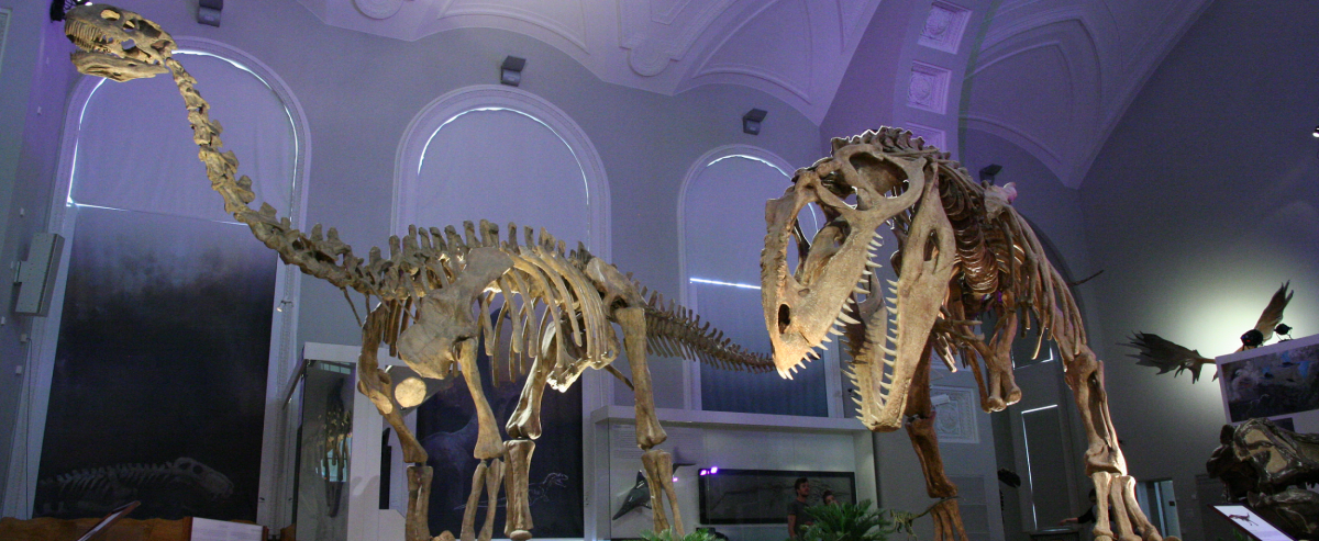 Museot.fi - MUSEOT - LUOMUS Luonnontieteellinen museo